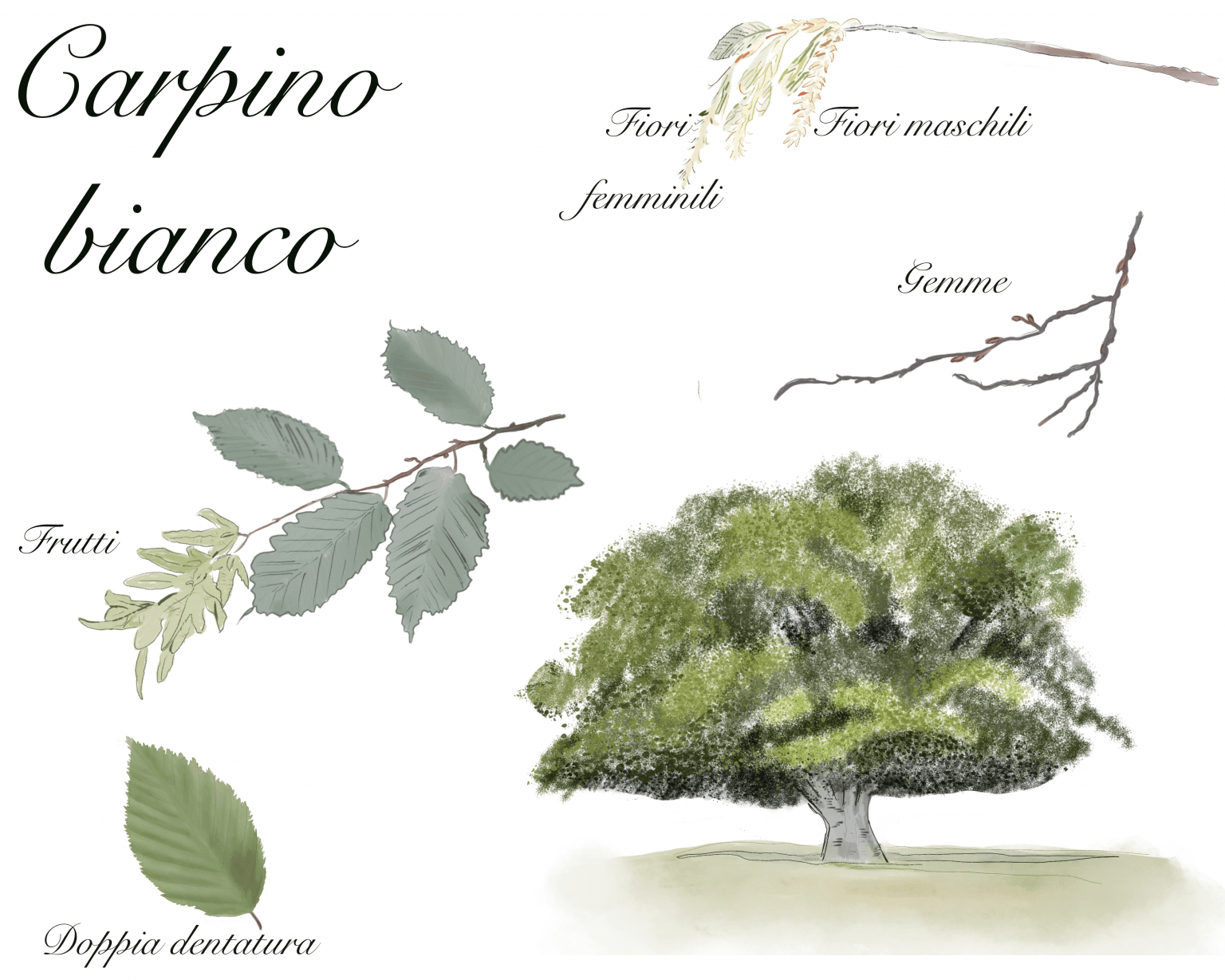 Carpino Bianco - Easy Green Hosting